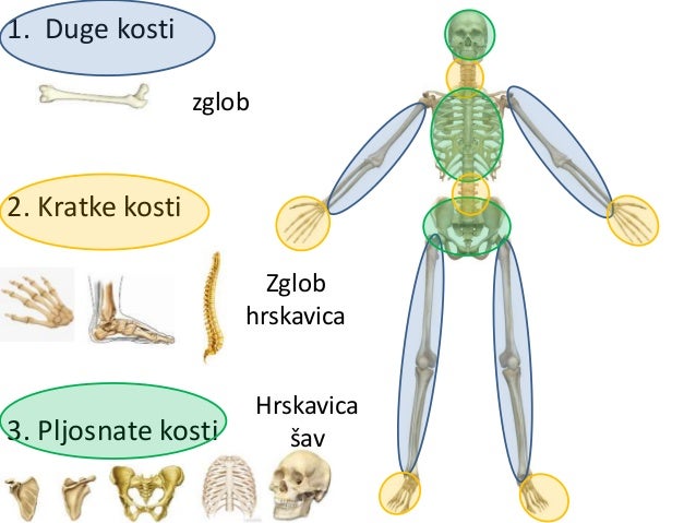 Skeletni sistem čoveka