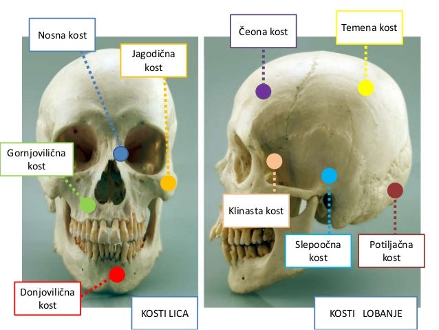 Skeletni sistem čoveka