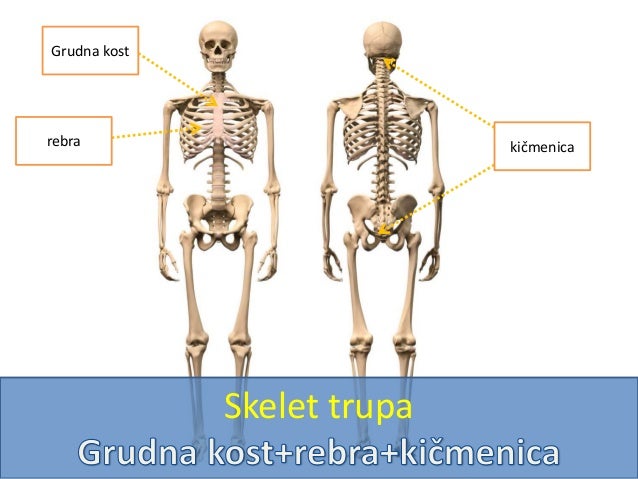 Skeletni sistem čoveka