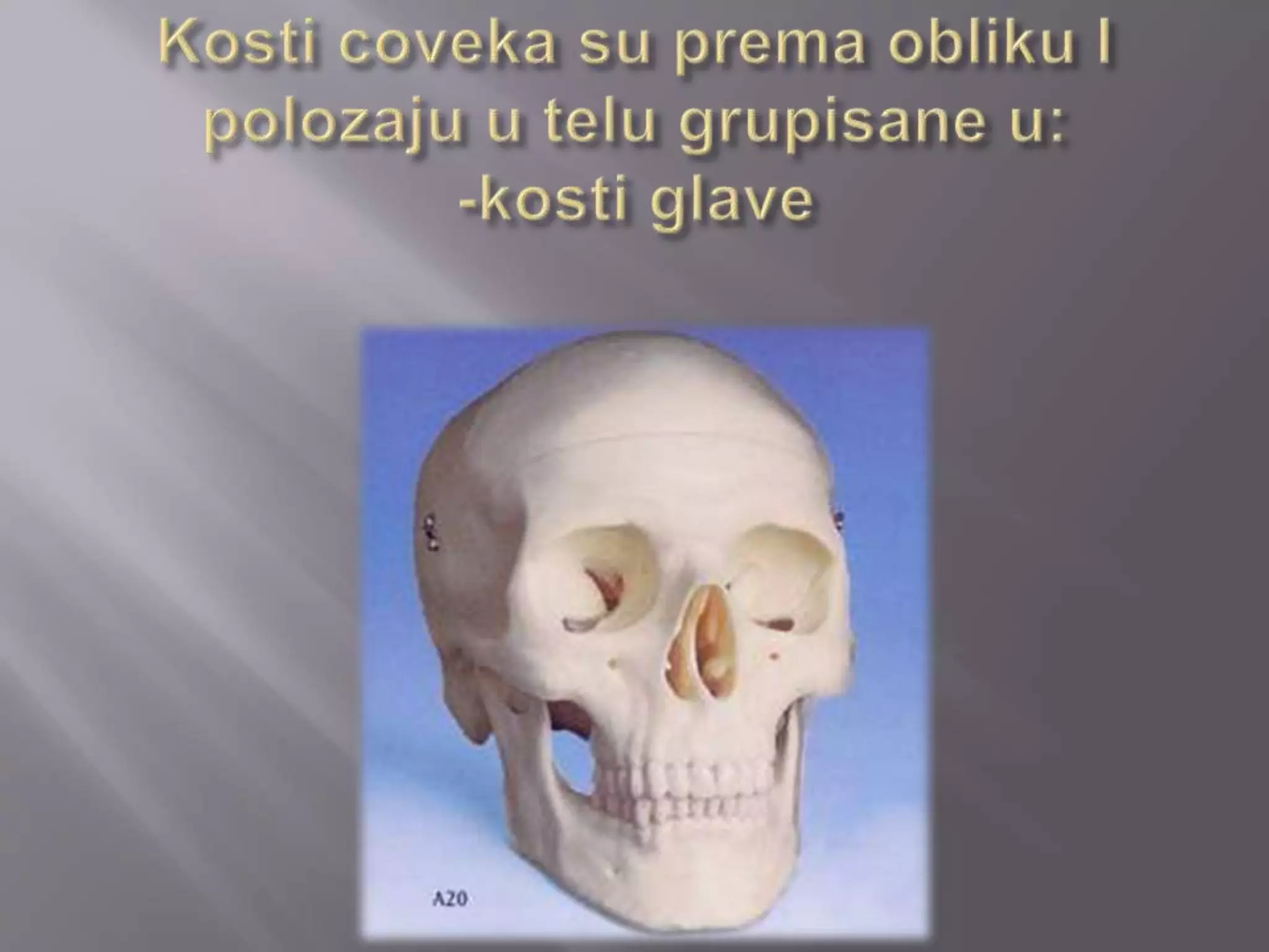 Skelet coveka | PPTX
