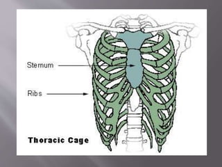 Skelet coveka | PPTX