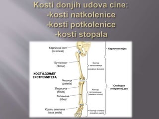 Skelet coveka | PPTX
