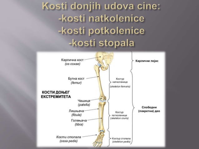 Skelet coveka | PPTX