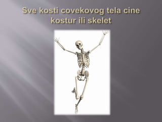 Skelet coveka | PPTX