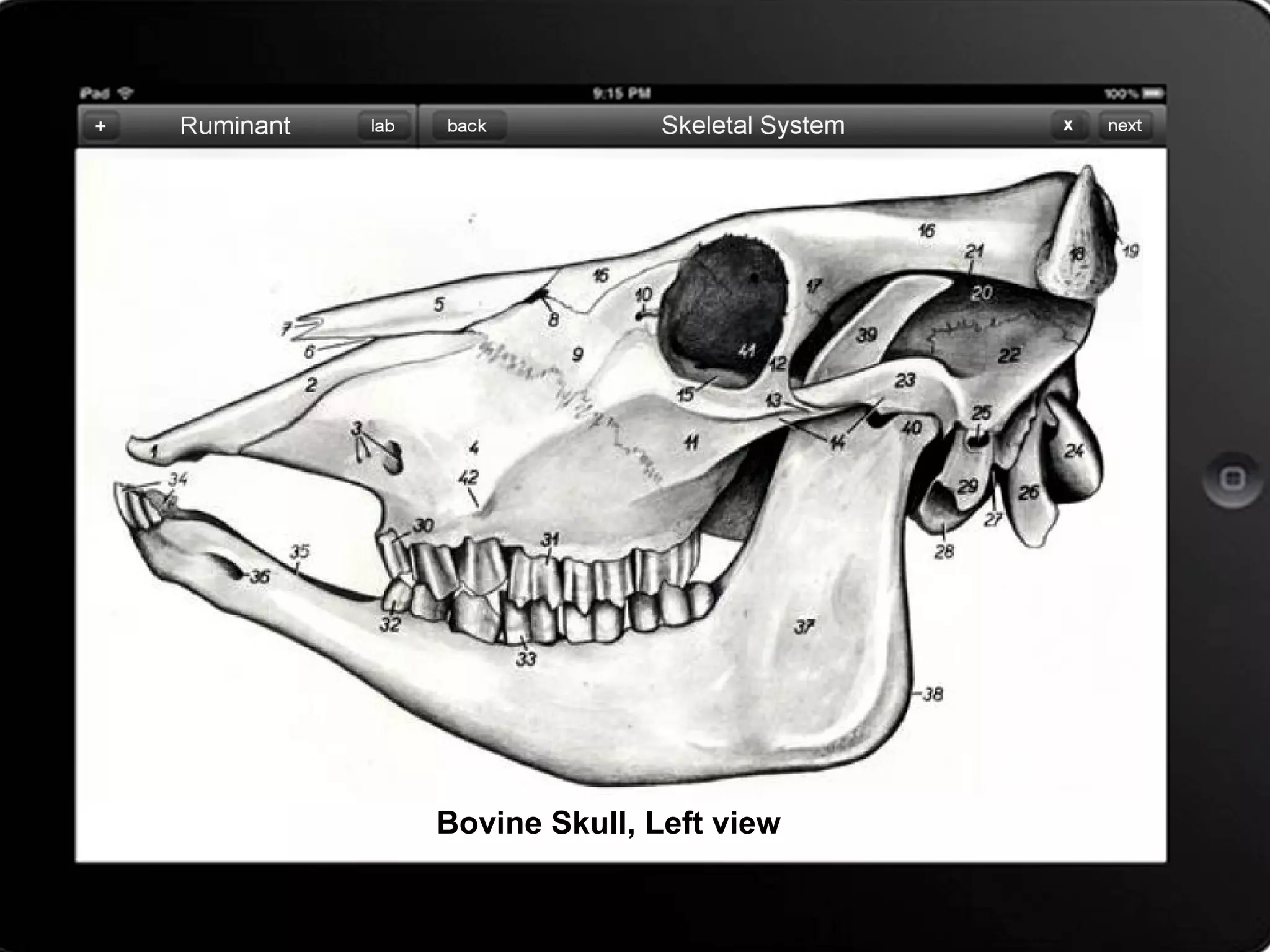 Skeletal system of Bovine | PPT