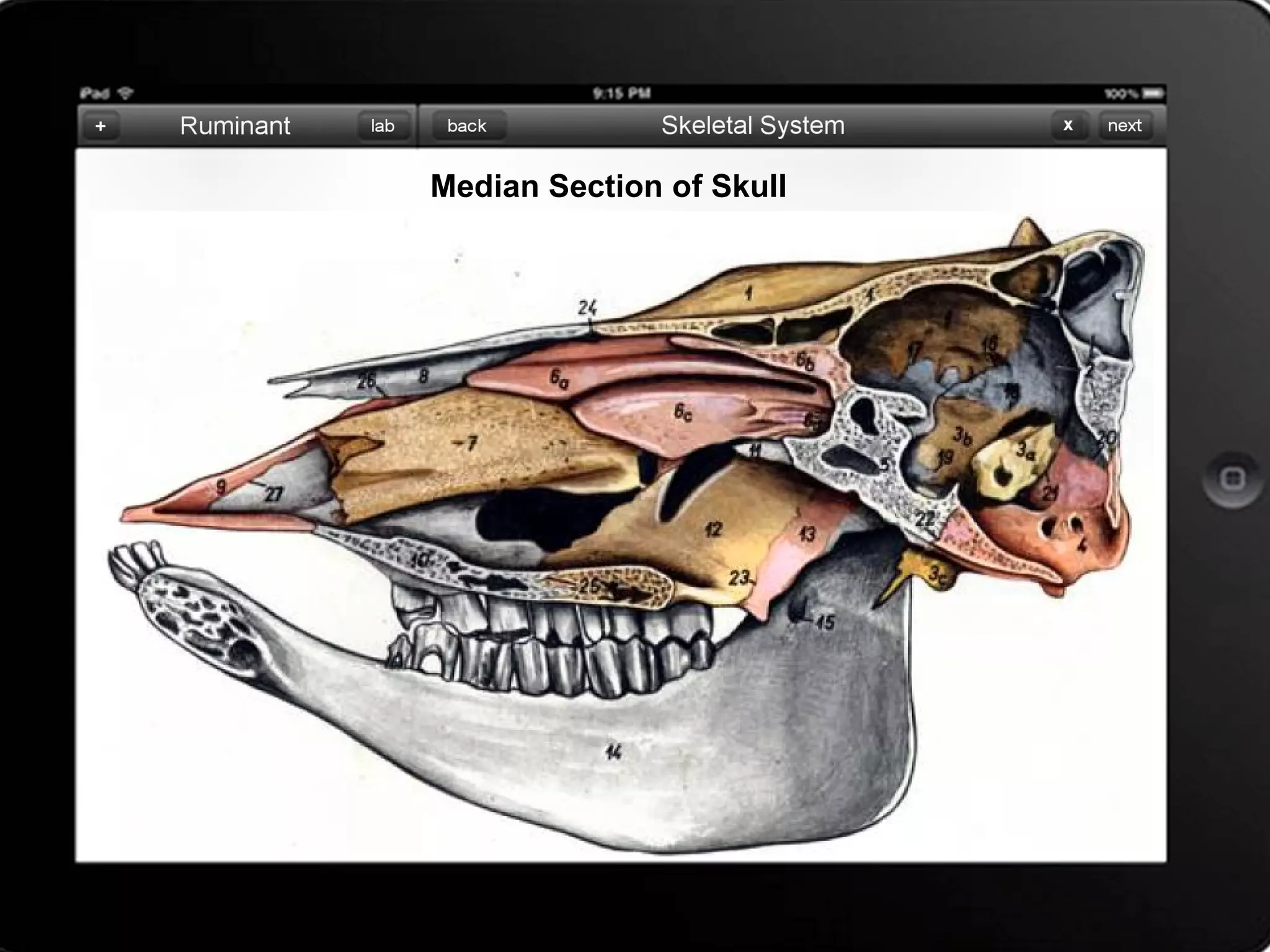 Skeletal system of Bovine | PPT