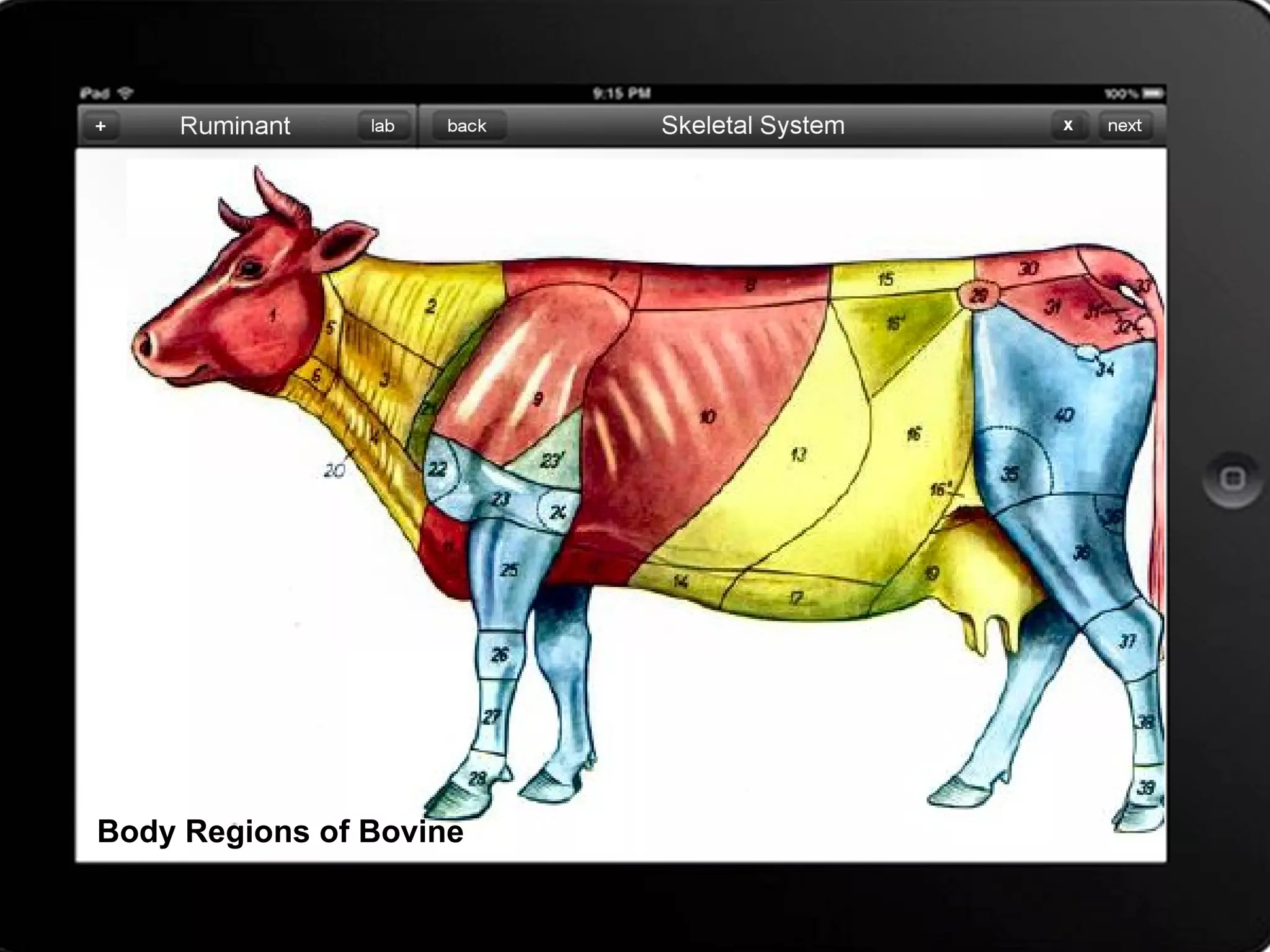 Skeletal system of Bovine | PPT