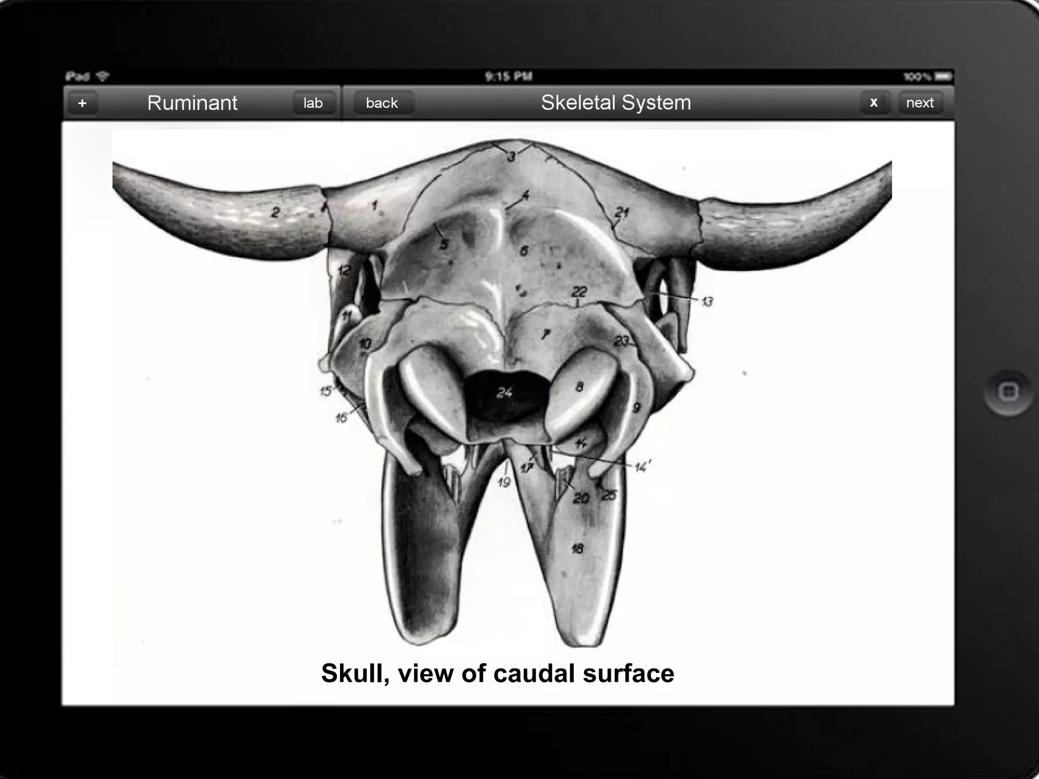Skeletal system of Bovine | PPT