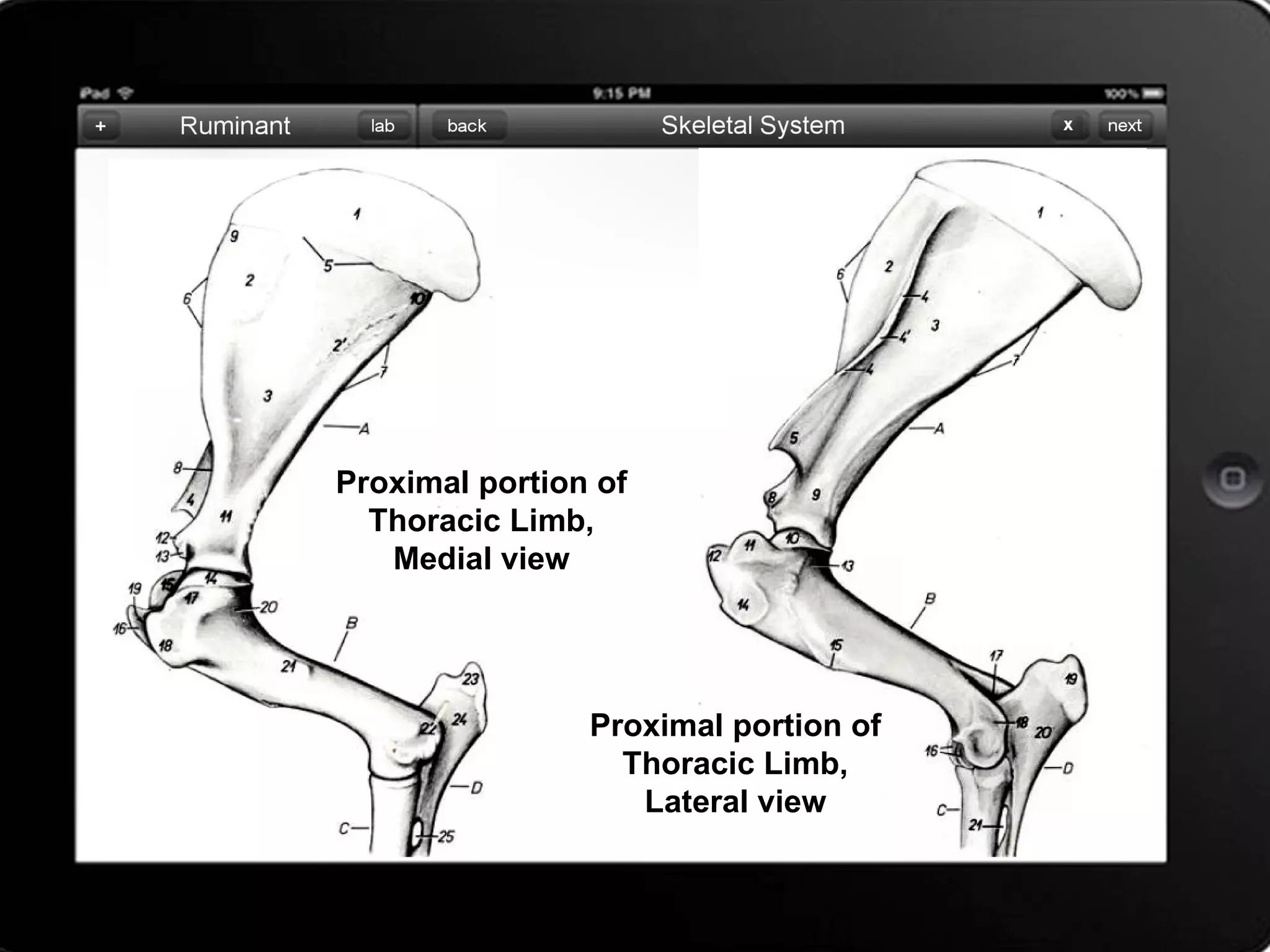 Skeletal system of Bovine | PPT
