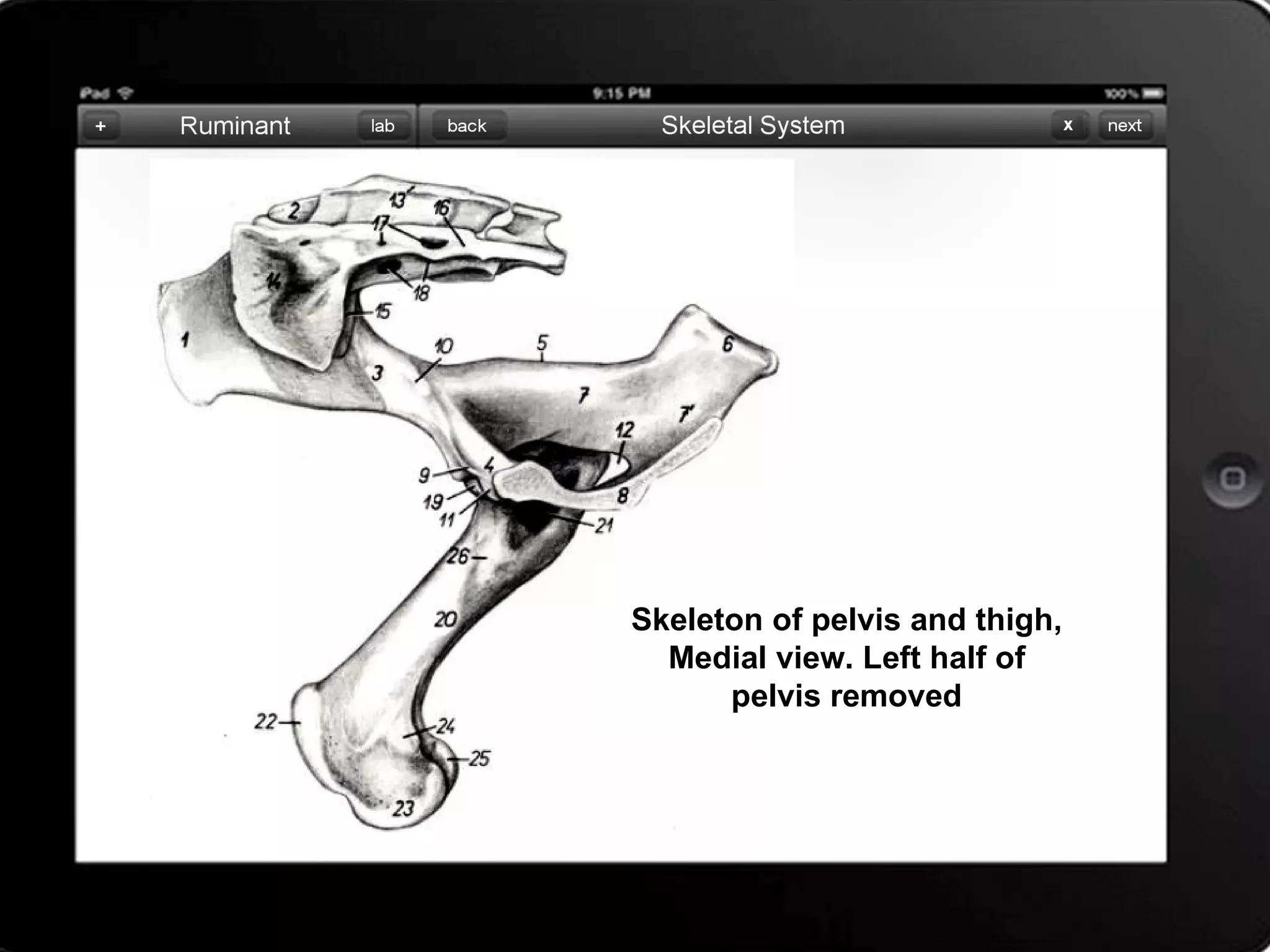 Skeletal system of Bovine | PPT