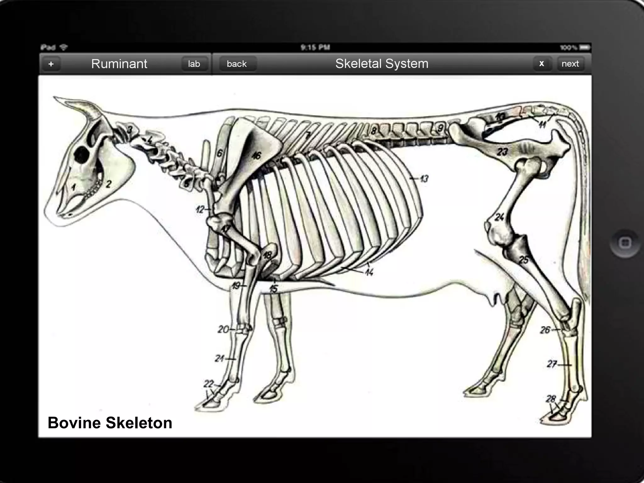 Skeletal system of Bovine | PPT