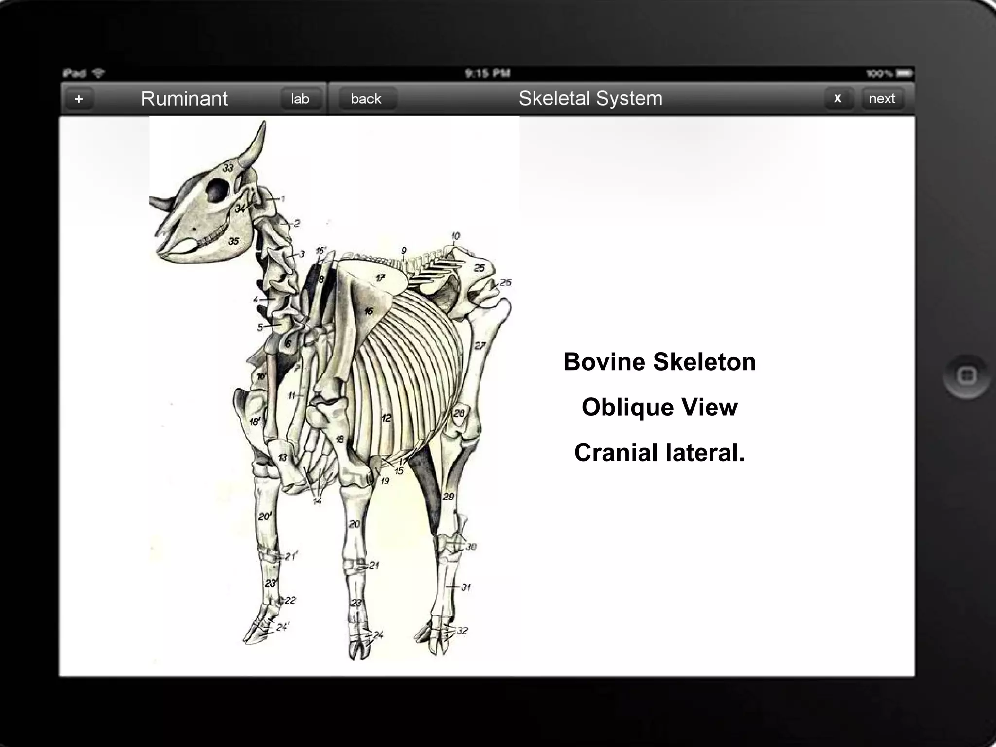 Skeletal system of Bovine | PPT