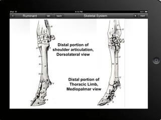 Skeletal system of Bovine | PPT
