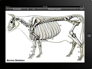 Skeletal system of Bovine | PPT