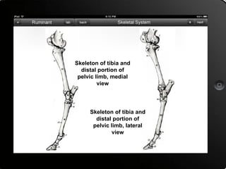 Skeletal system of Bovine | PPT