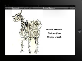 Skeletal system of Bovine | PPT