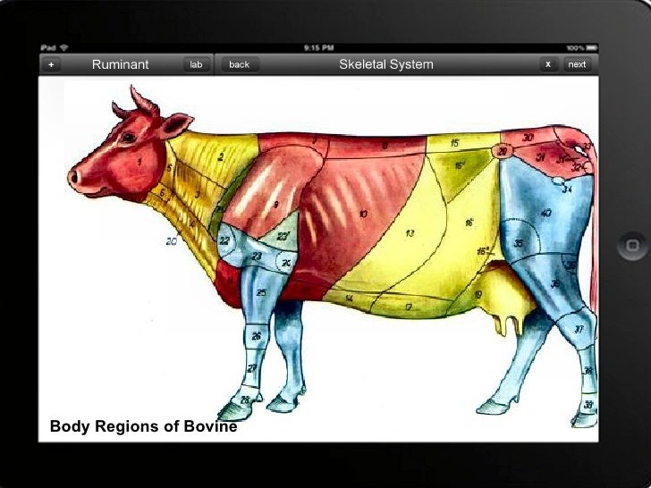 Bovine Skeletal Anatomy