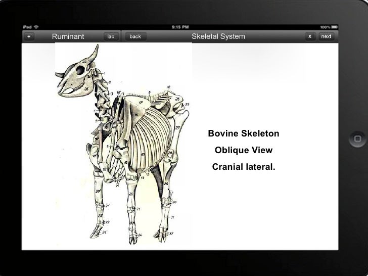 Bovine Skeletal Anatomy