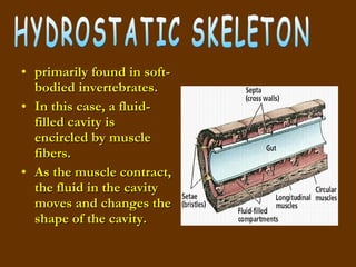 Skeletal ''''' | PPT