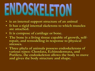 Skeletal ''''' | PPT