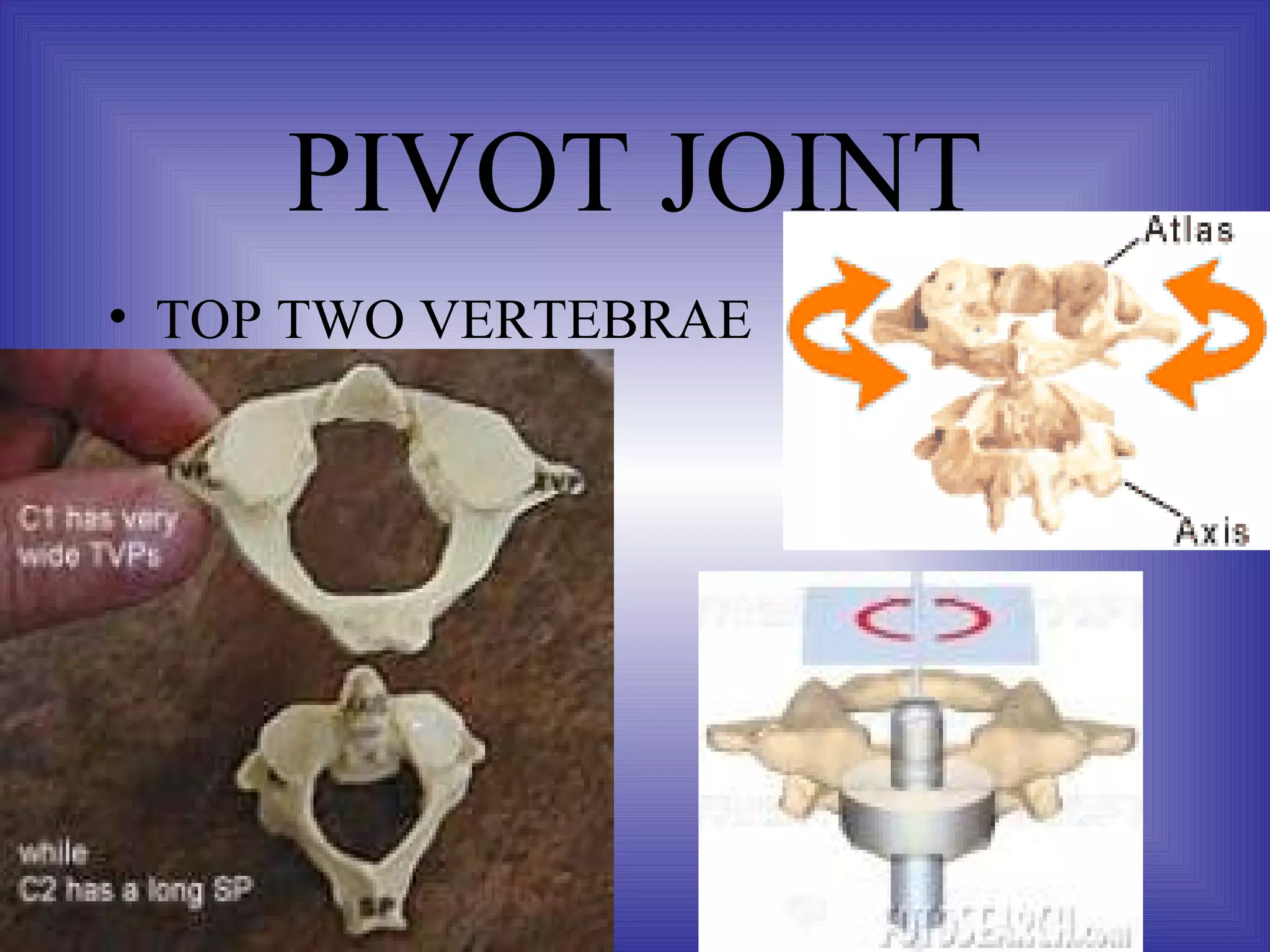Skeletal.ppt