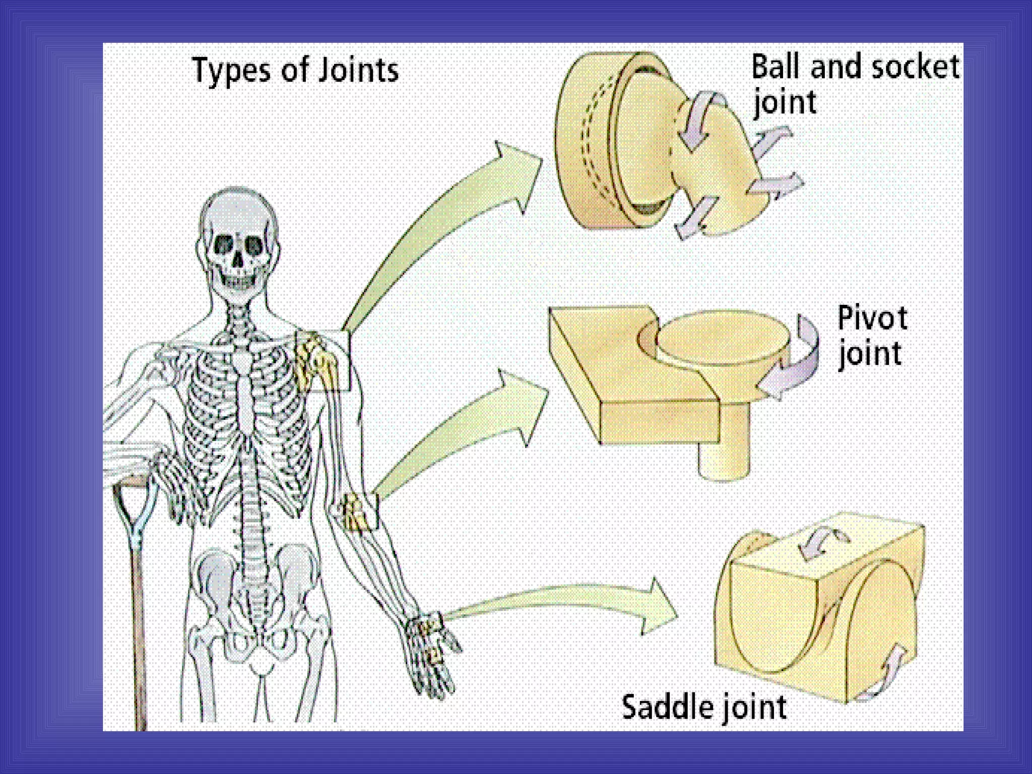 Skeletal.ppt
