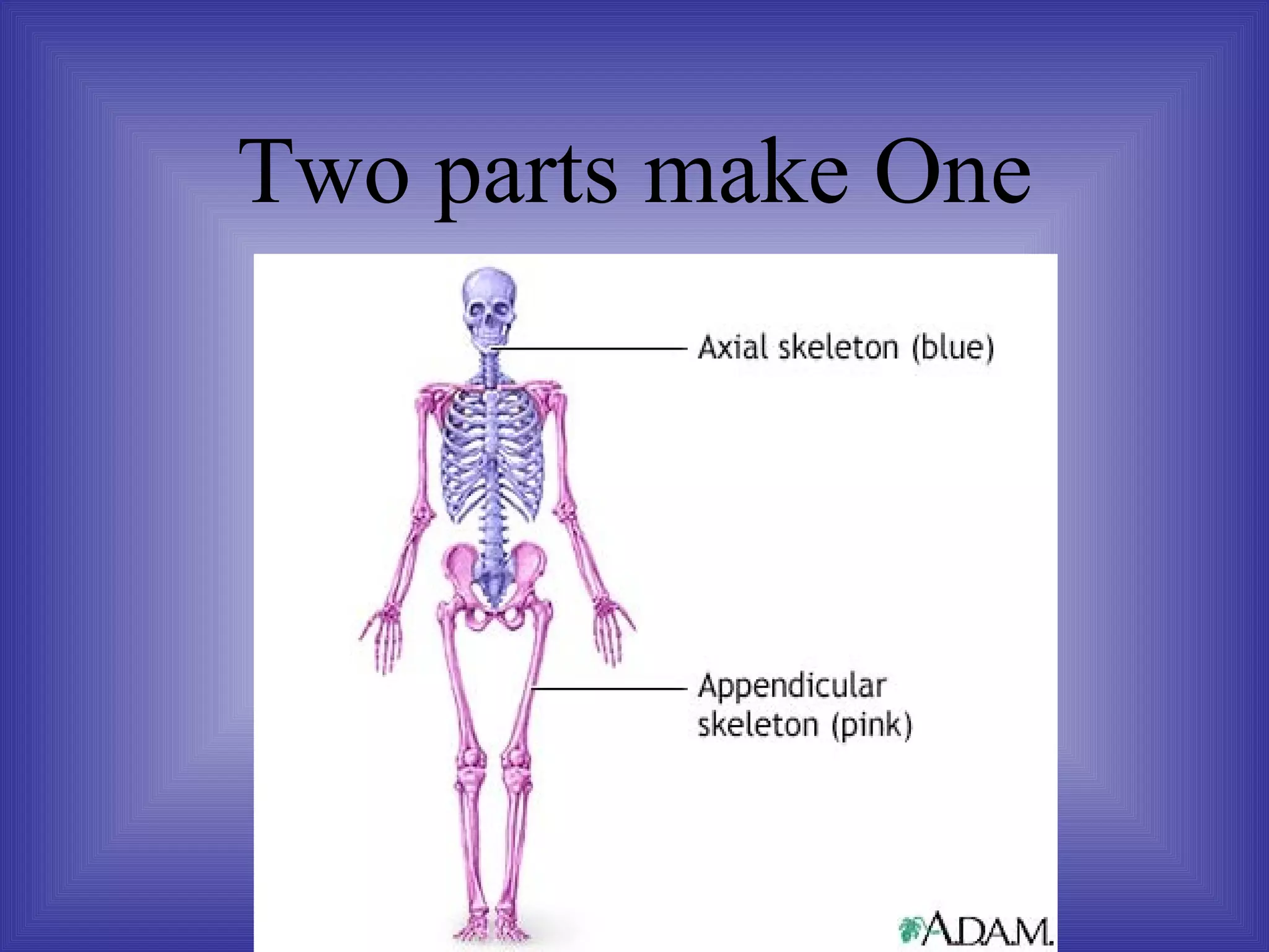Skeletal.ppt