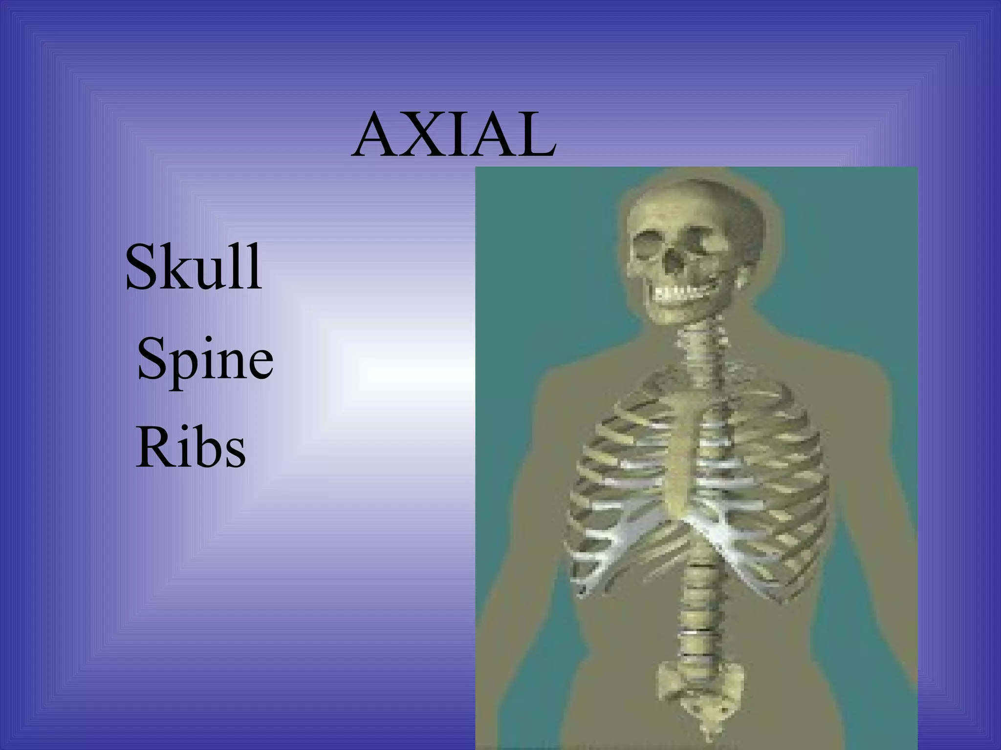 Skeletal.ppt