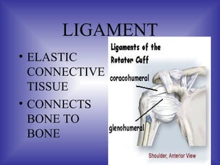 Skeletal.ppt