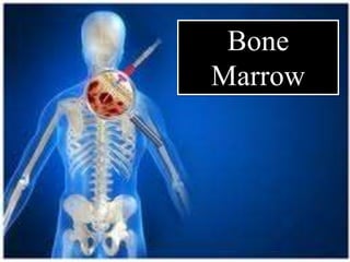 Skeletal System of Human Body | PPTX