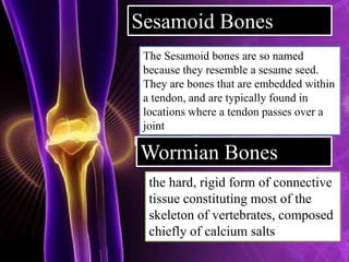 Skeletal System of Human Body | PPTX