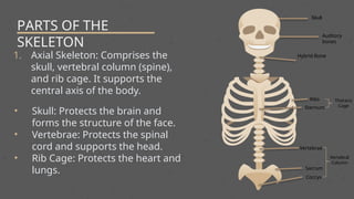 SKELETAL system-earth and life science.pptx