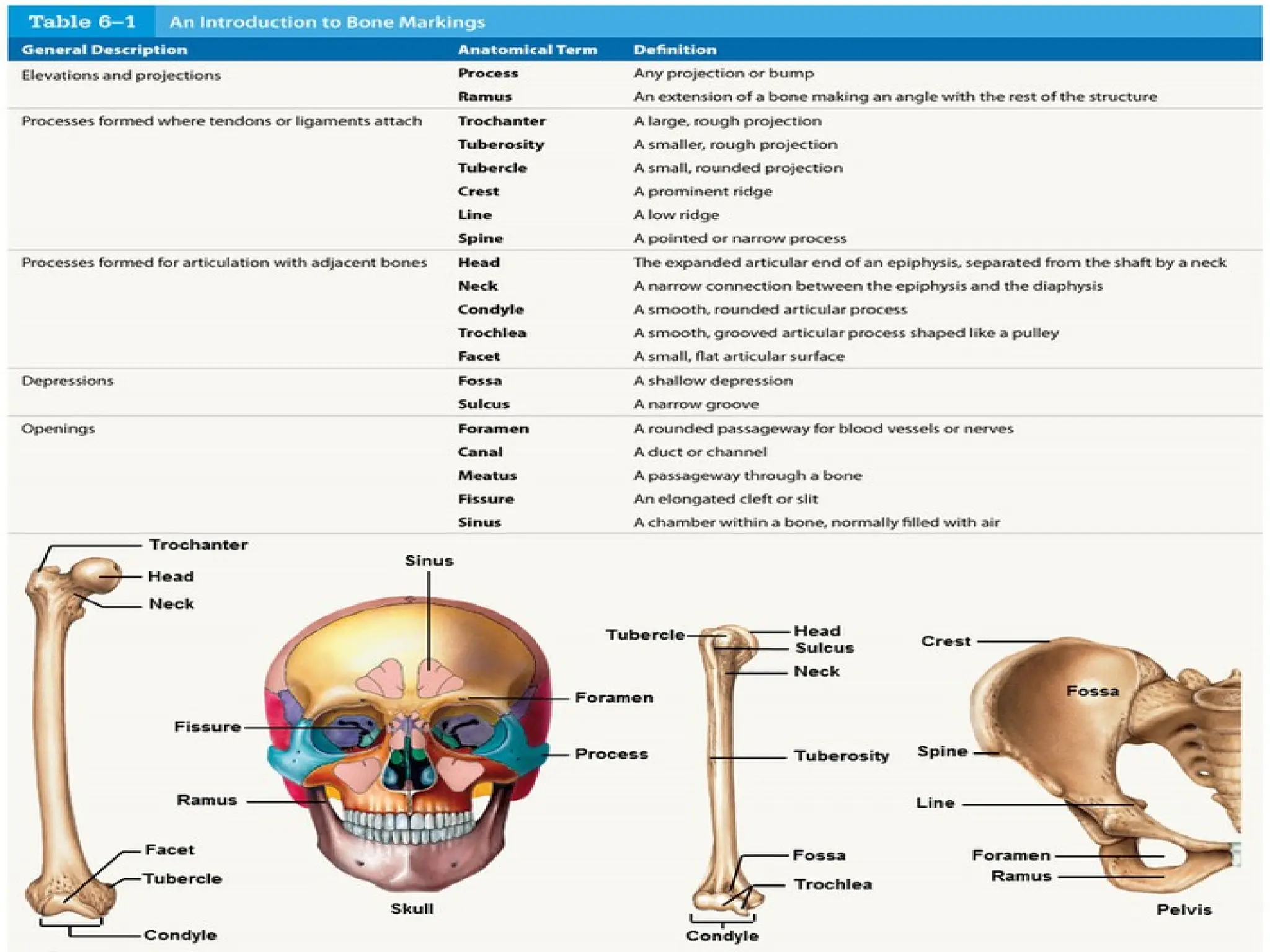 Skeletal system of human........Skeletal | PPT