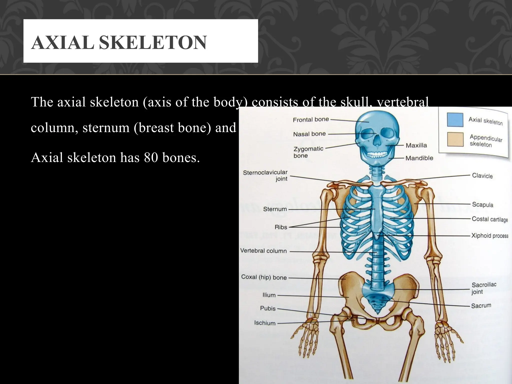Skeletal system of human........Skeletal | PPT