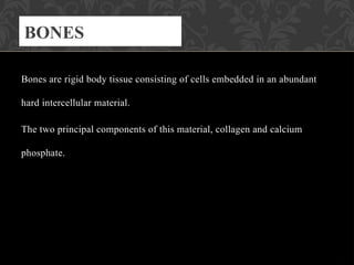 Skeletal system of human........Skeletal | PPTX