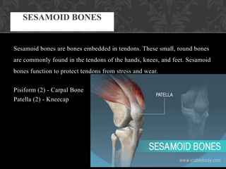 Skeletal system of human........Skeletal | PPTX