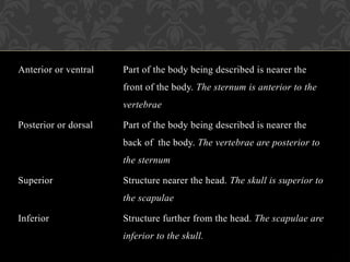 Skeletal system of human........Skeletal | PPTX