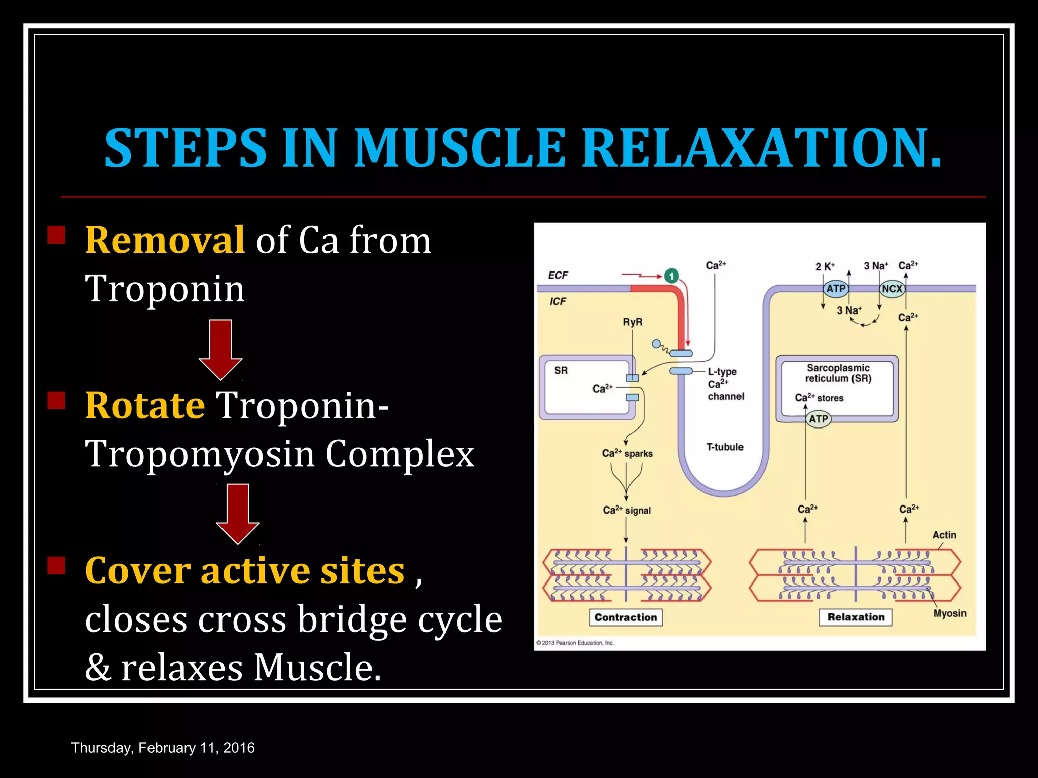 Skeletal muscle contraction | PPT