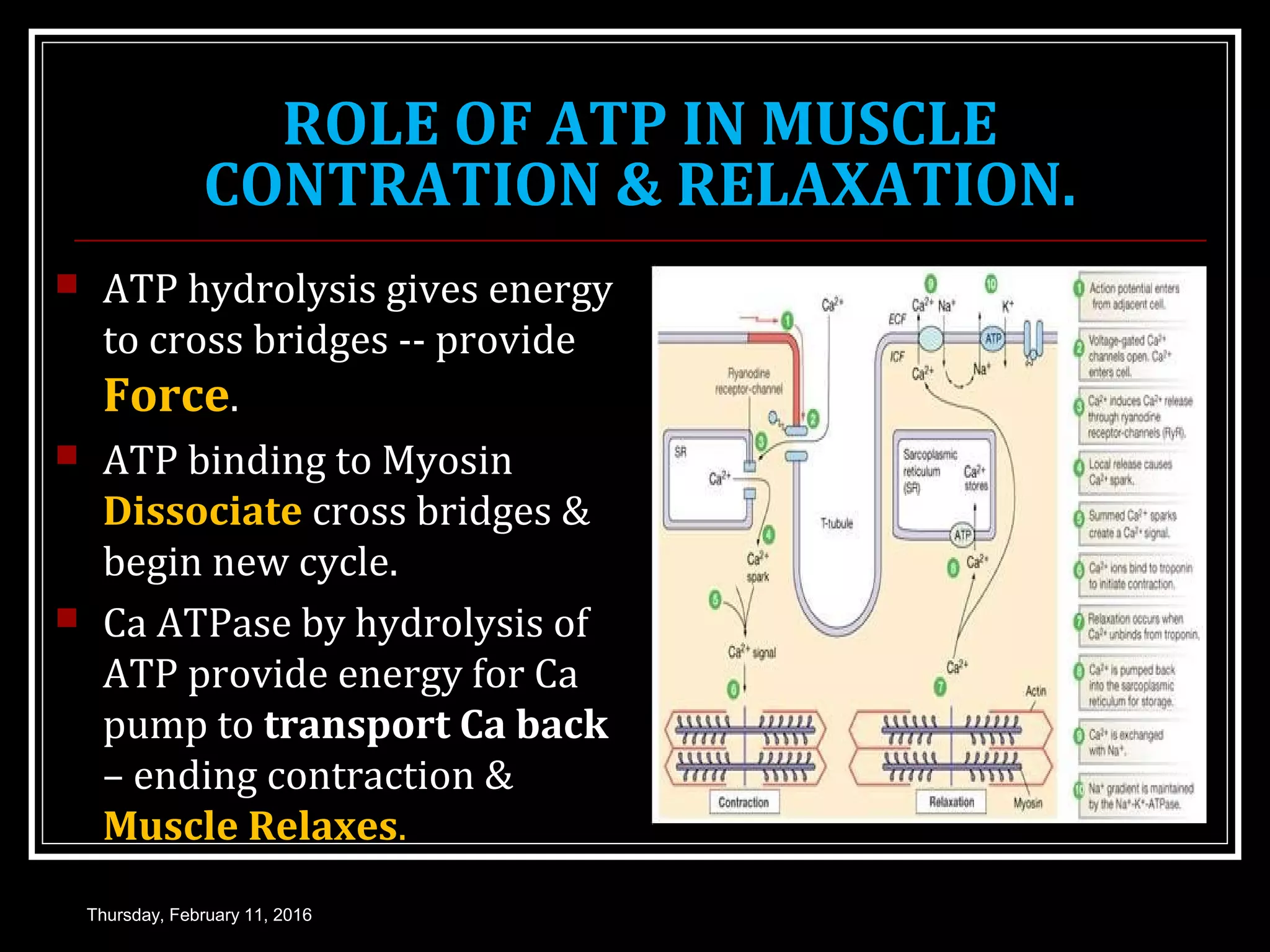 Skeletal muscle contraction | PPT
