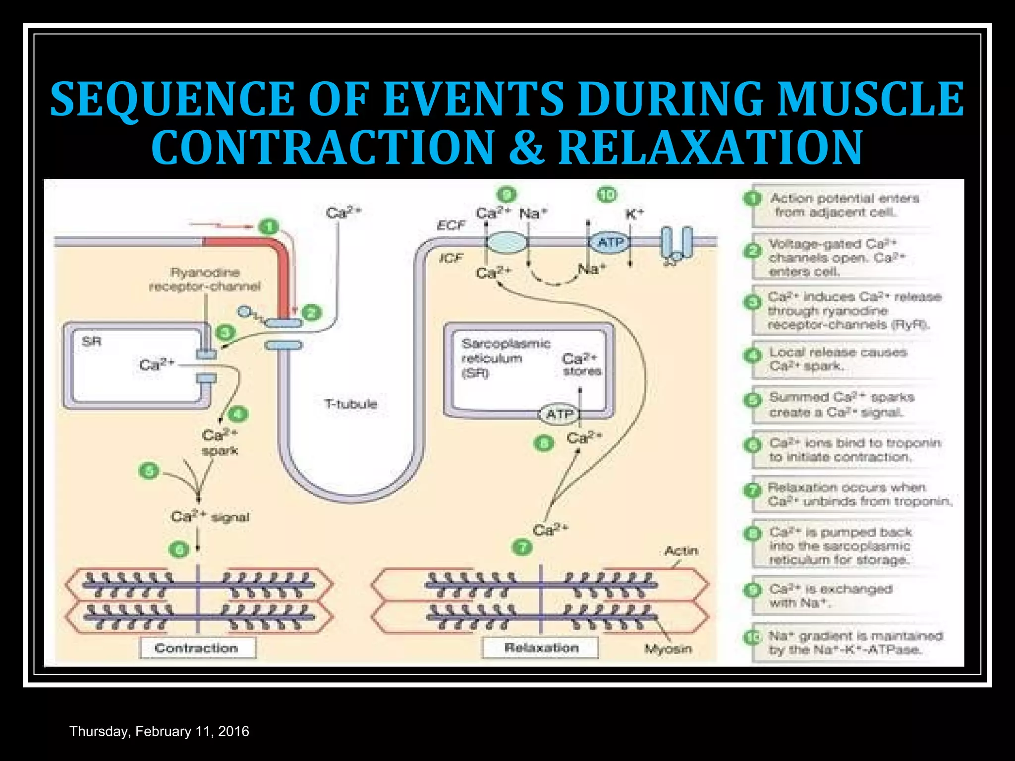 Skeletal muscle contraction | PPT