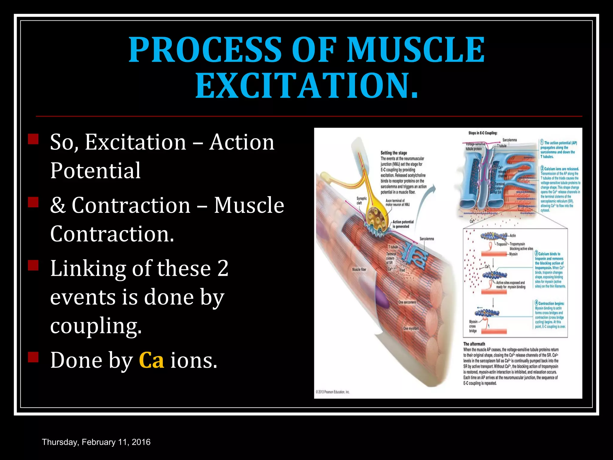 Skeletal muscle contraction | PPT