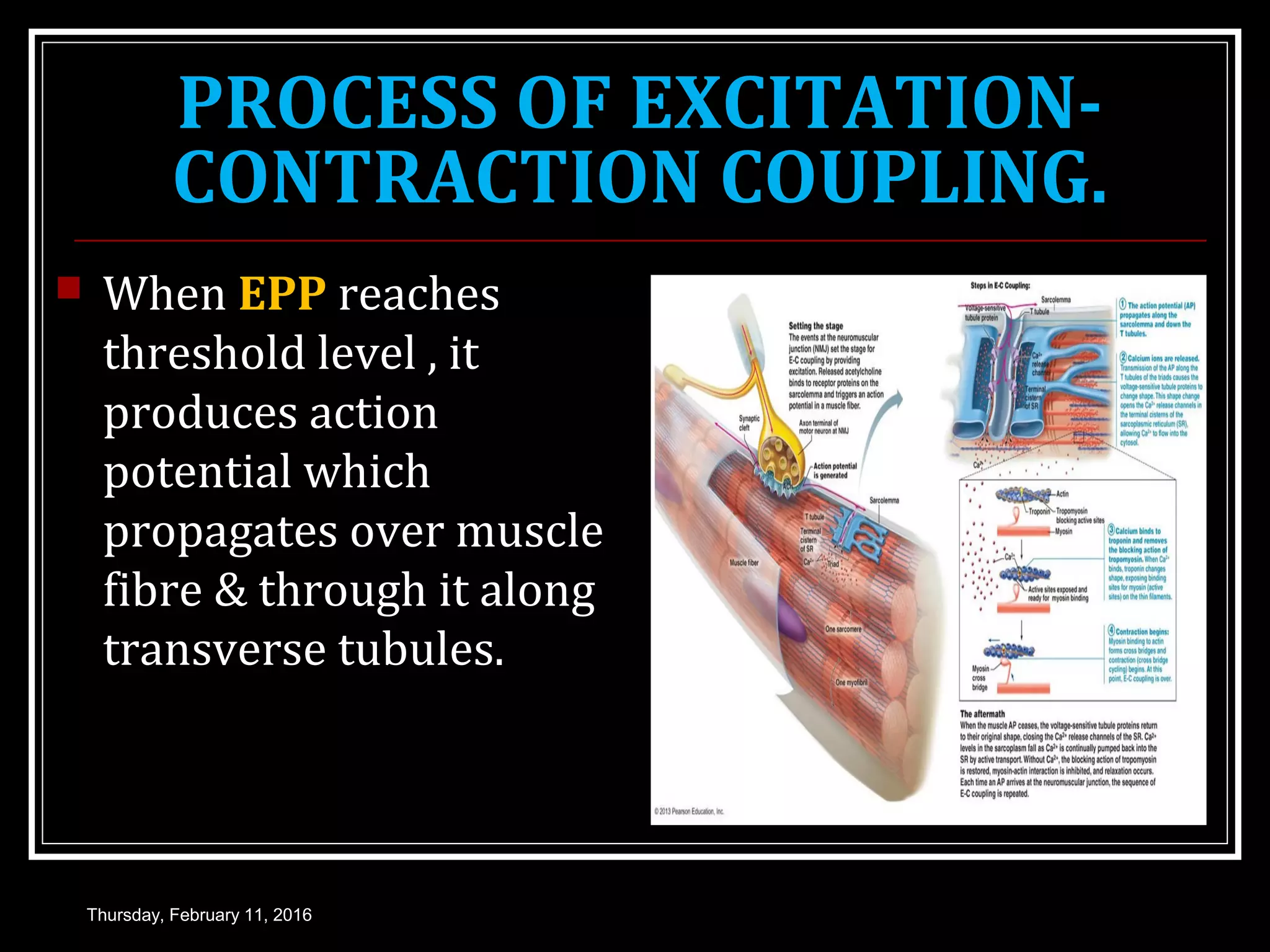 Skeletal muscle contraction | PPT