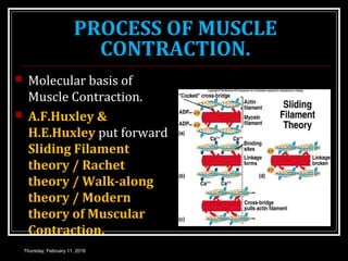 Skeletal muscle contraction | PPT