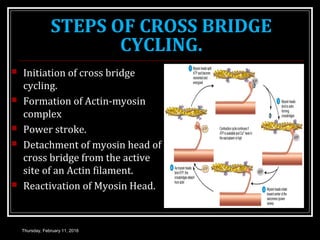 Skeletal muscle contraction | PPT