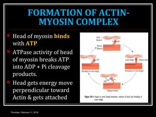 Skeletal muscle contraction | PPT | Physical Therapy | Wellness