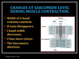 Skeletal muscle contraction | PPT