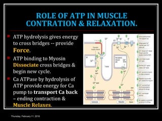 Skeletal muscle contraction | PPT