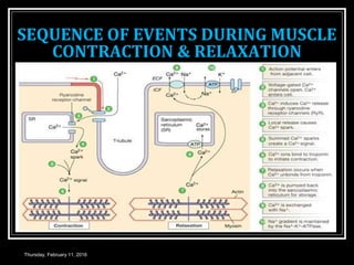Skeletal muscle contraction | PPT