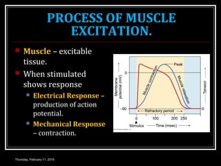 Skeletal muscle contraction | PPT