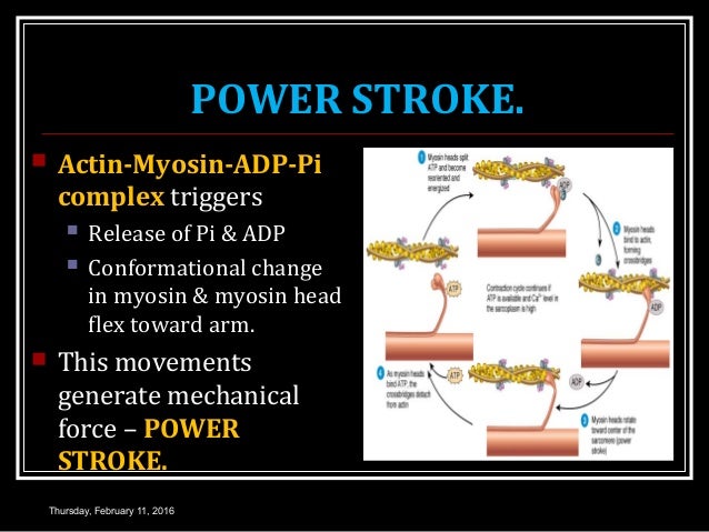 Diagram Of Power Stroke In Muscle Solved The Basis Of Muscle